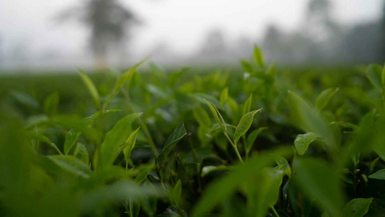 Diraaz Tea Experts | Premium Teas & Custom Blends | Lucknow