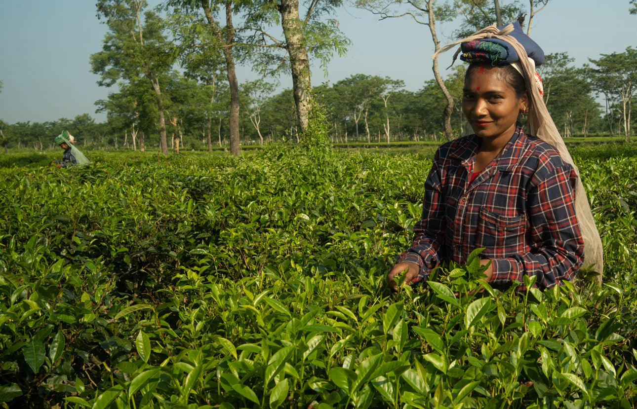 Diraaz Tea Experts | Premium Teas & Custom Blends | Lucknow