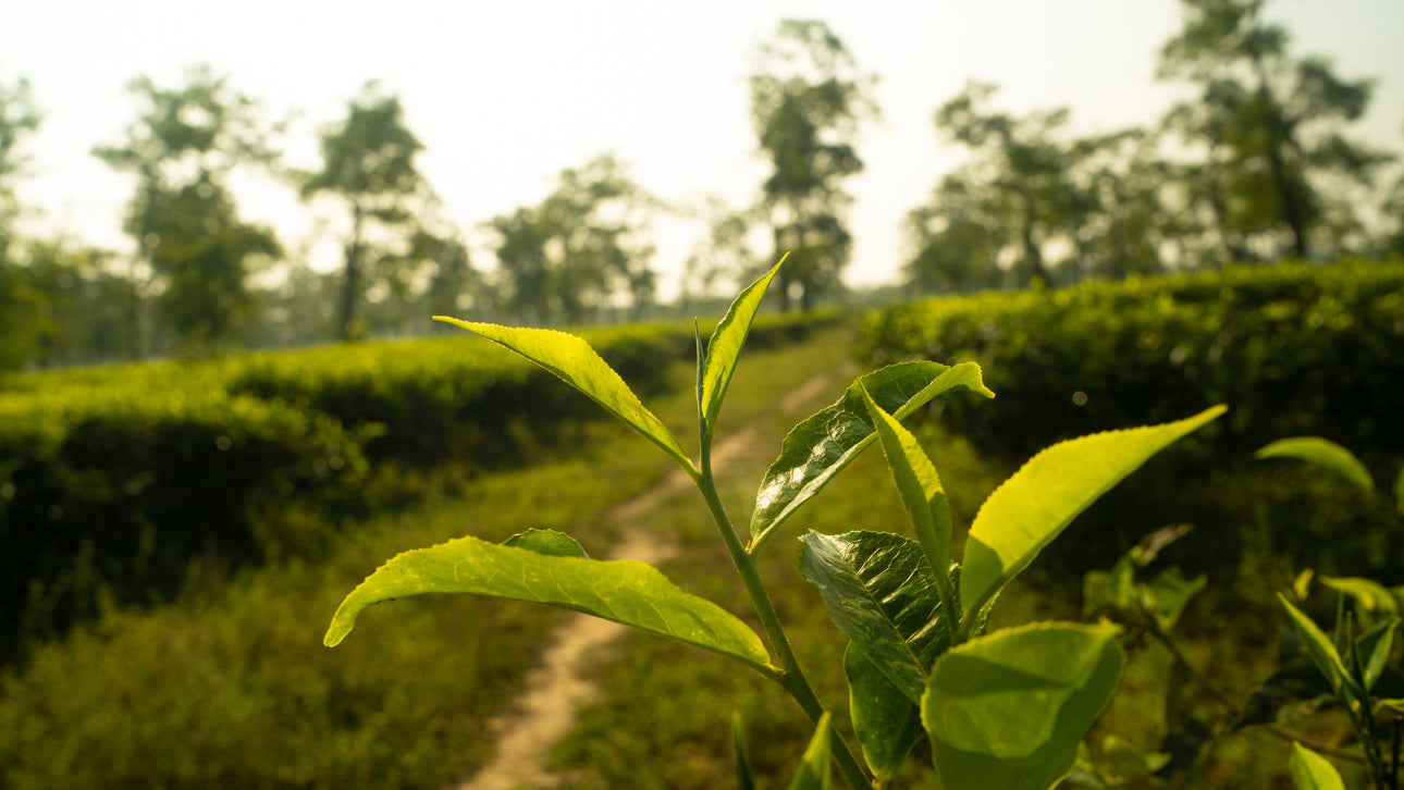 Diraaz Tea Experts | Premium Teas & Custom Blends | Lucknow